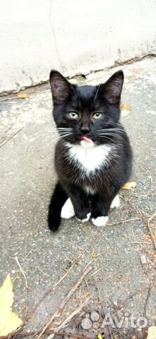 Котенок