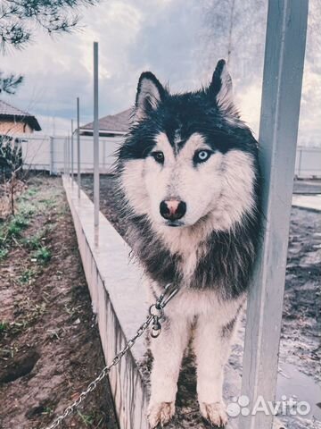 Сибирский хаски