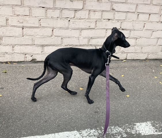 Мальчик левретки