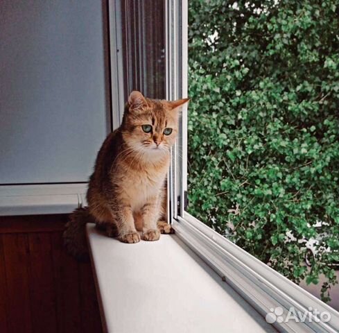 Золотой Британец