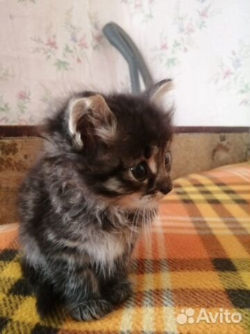 Ищу хорошего хозяина котенку