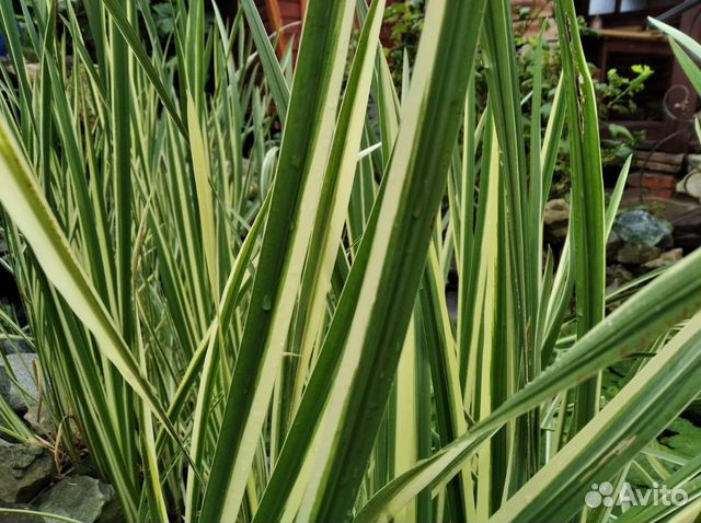 Водные растения для пруда