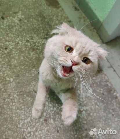 Котик в добрые руки