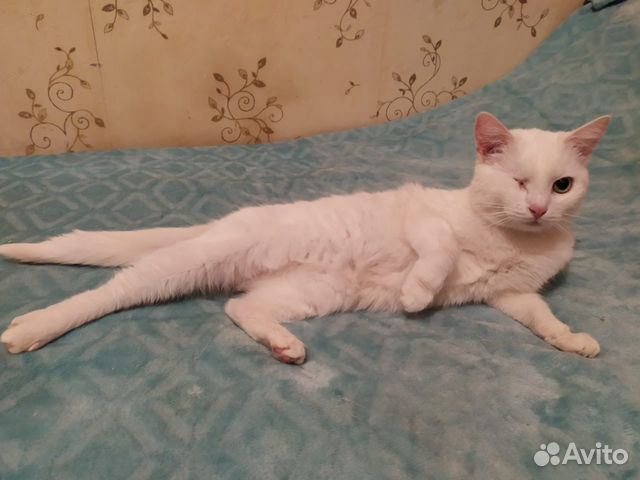 Особенная белая кошка девочка Пупа