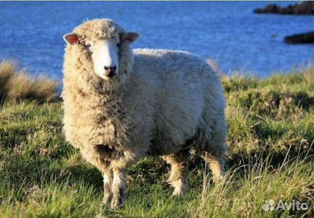 Мясо Баранина