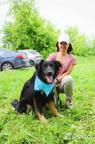 Молодой песик Магнум ждет в приюте