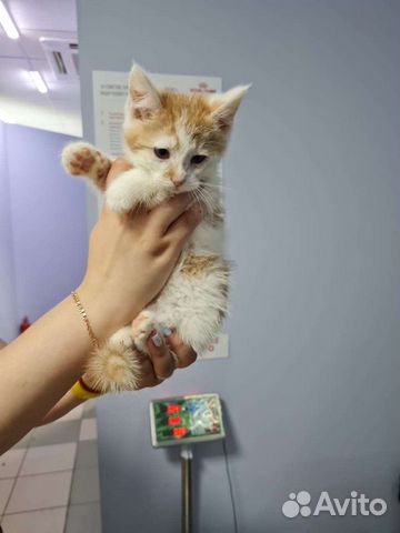 Котенок-герой ищет Ма