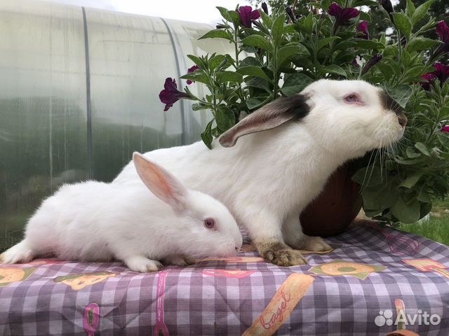Кролики мясных пород