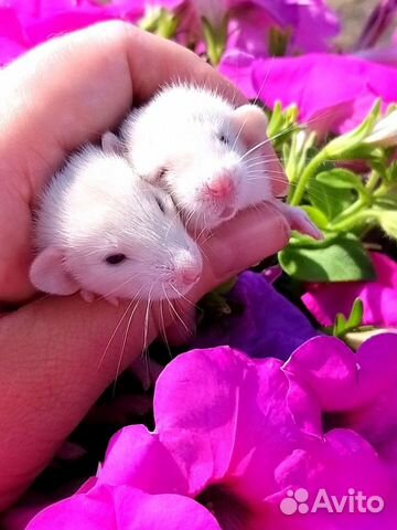 Крысята домашнего разведения от ratlove
