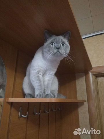 Вязка шотландец прямоухий