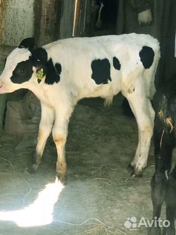 Телята, бычки, тёлочки породистые