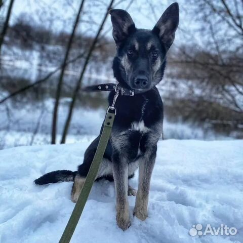 Кола, 5.5 месяцев