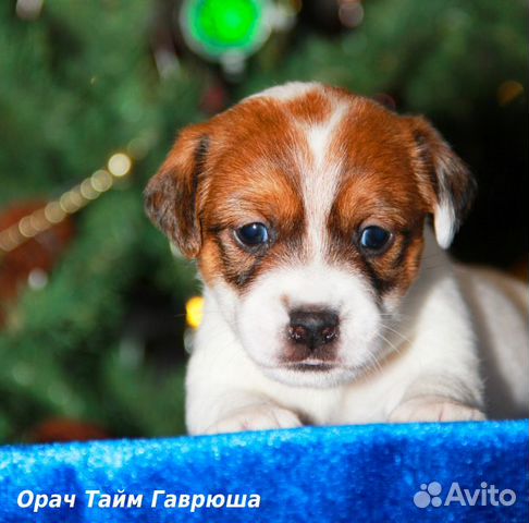 Щенок джек-рассел-терьера Гаврюша