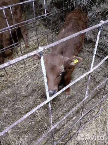 Телята бычки