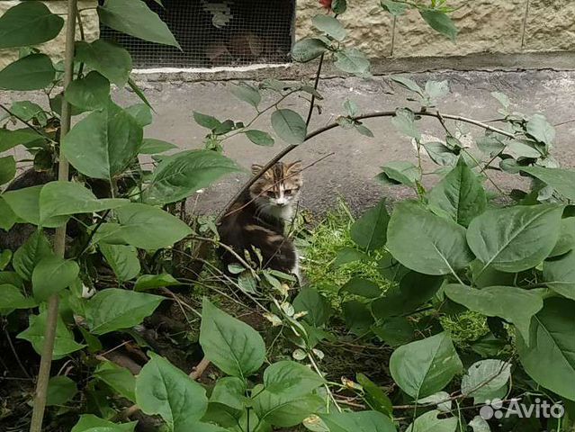 Маленький пушистый трехцветный котенок. Девочка