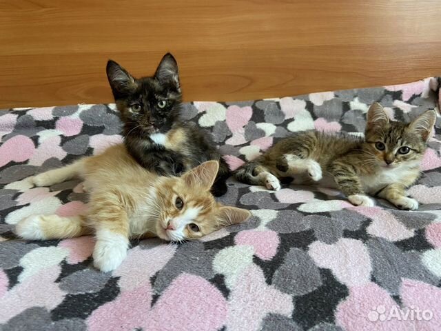 Котята в добрые руки