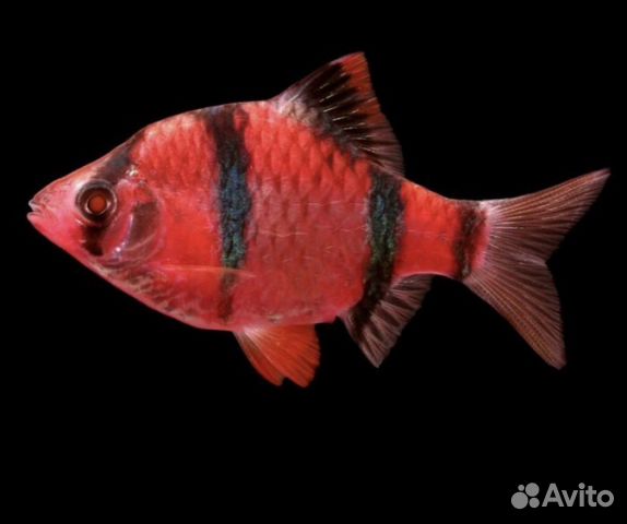 Рыба барбус