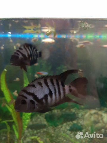 Цихлиды малыши