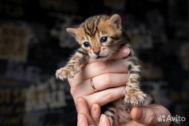 Бенгальские котята с документами