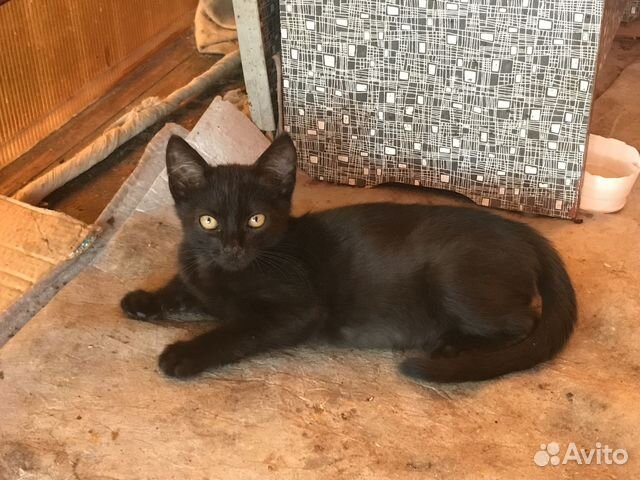 Котенок на улице