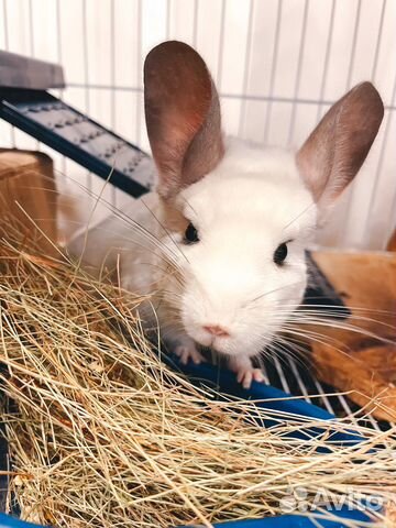 Шиншилла в добрые руки