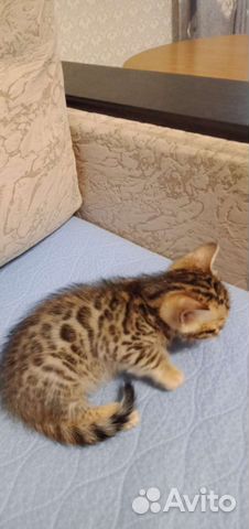 Бенгальские котята