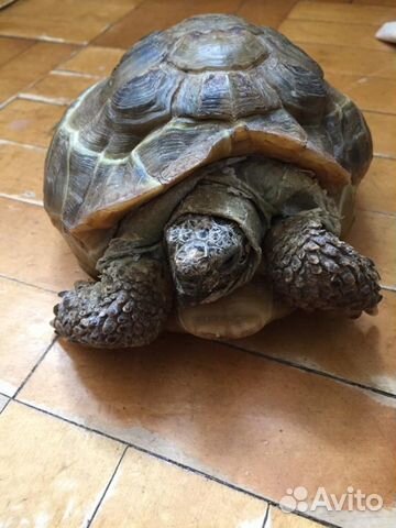 Черепаха сухопутная