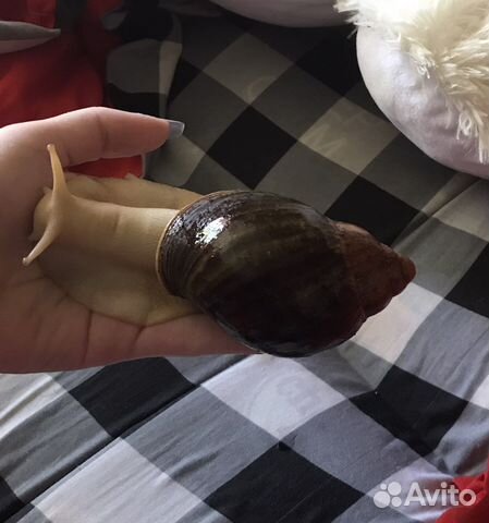 Архахатина вентрикоза леуцист