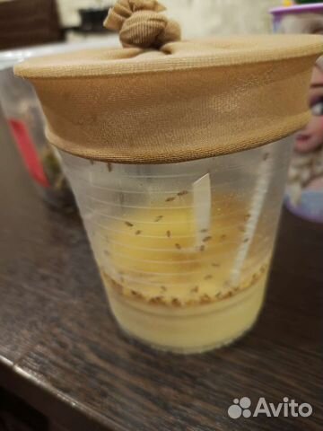 Муха дрозофила нелетающая