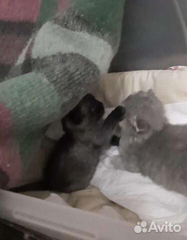 Отдам котят