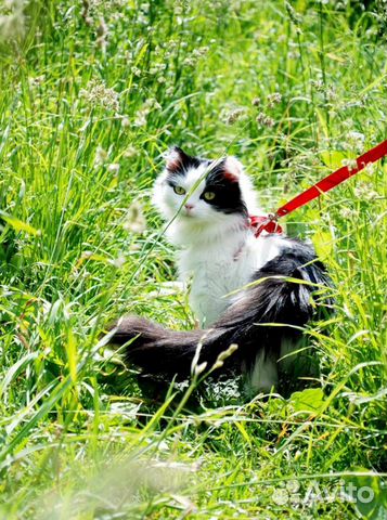 Кошечка Стася 2 года