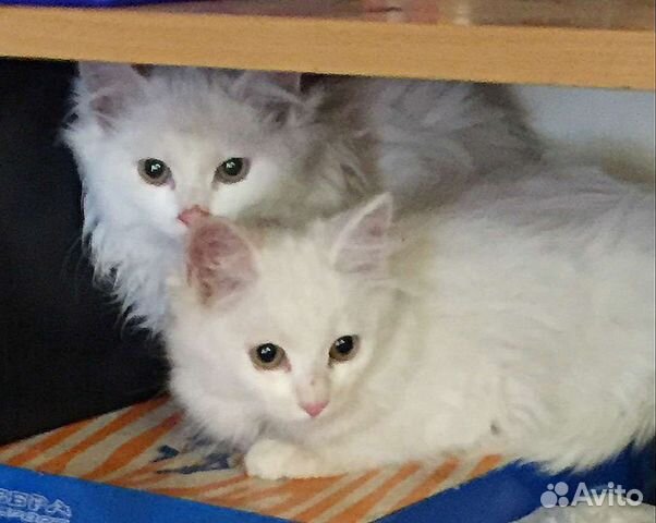 Котята Турецкая ангора 3 месяца