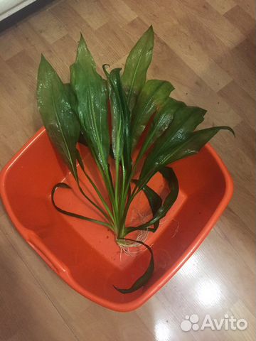 Эхинодорус 45 см