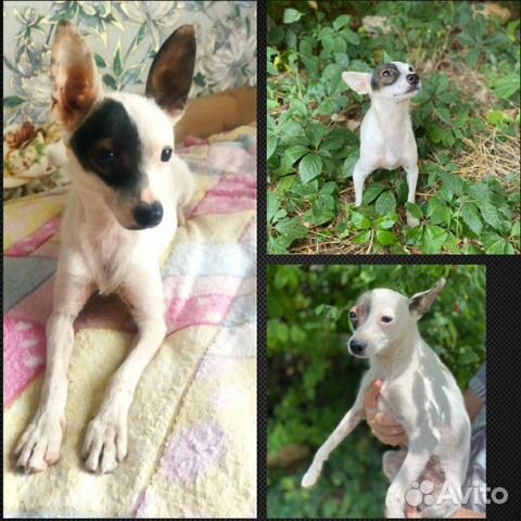 Маленькая собака