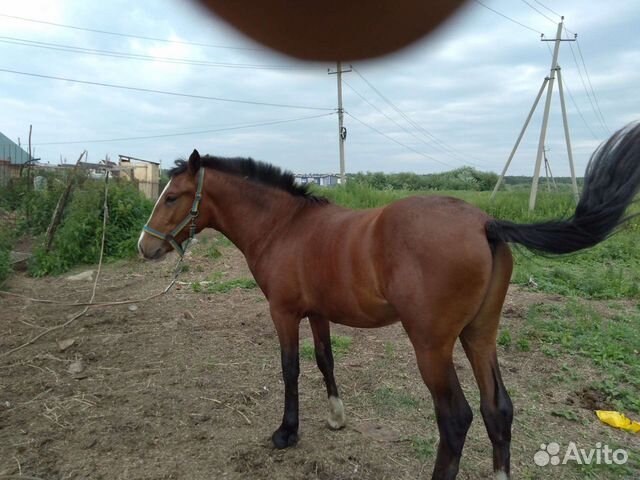 Продам жеребчека 1год 2месяца