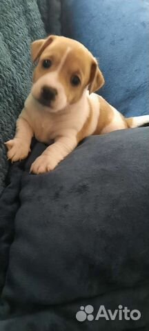 Щенки джек рассел терьер гладкошерстный