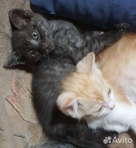 Котята отдам в добрые руки бесплатно