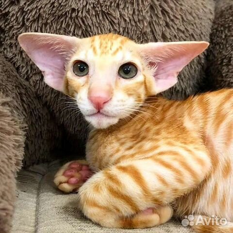 Ориентальный солнечный