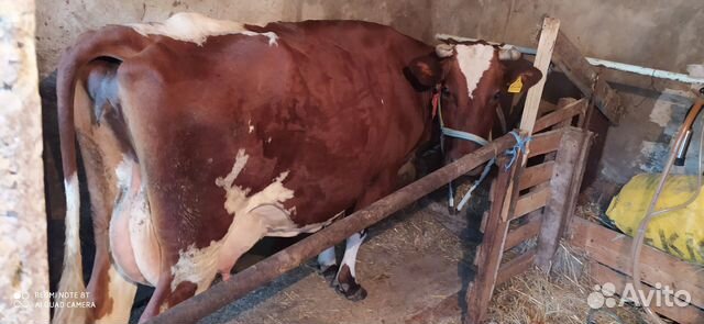 Корова дойная