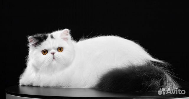 Персидский кот