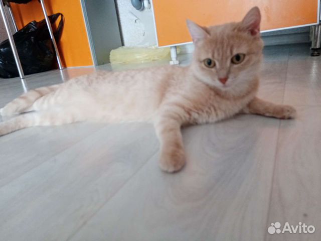 Кошка на вязку