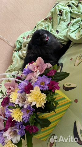 Взяка Померанский Шпиц