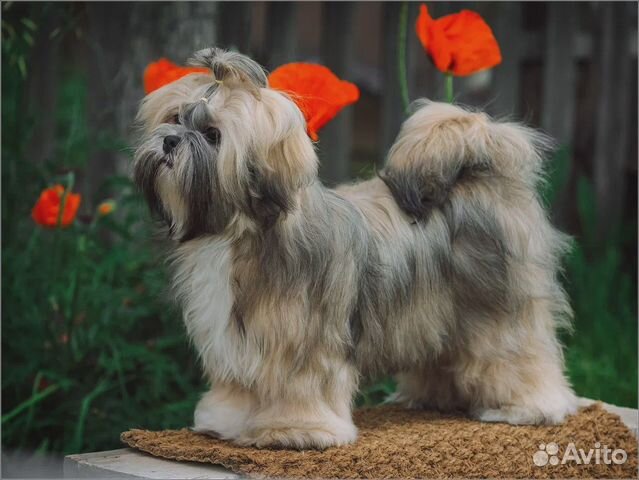 Шоу Девочка лхаса апсо