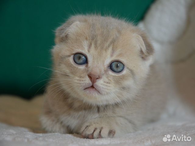 Вислоухий. Лиловый табби