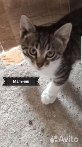 Котята
