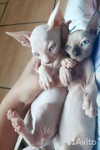 Канадский сфинкс кисики малыши