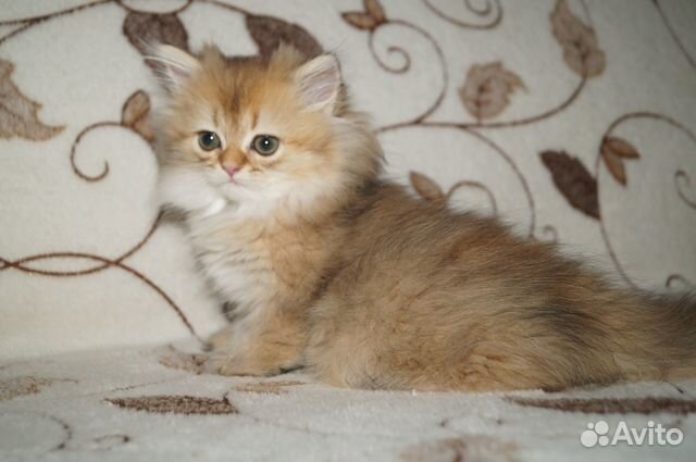 Британская длинношерстная золотая шиншилла котенок
