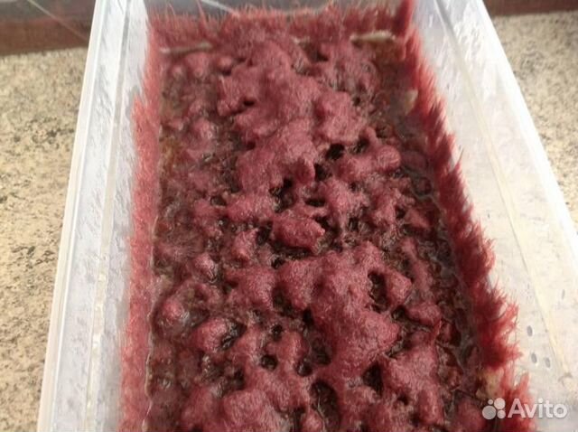 Домашний трубочник (Израильский червь Изя)