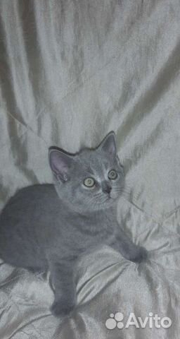 Британский котенок