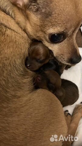 Той-терьер щенки